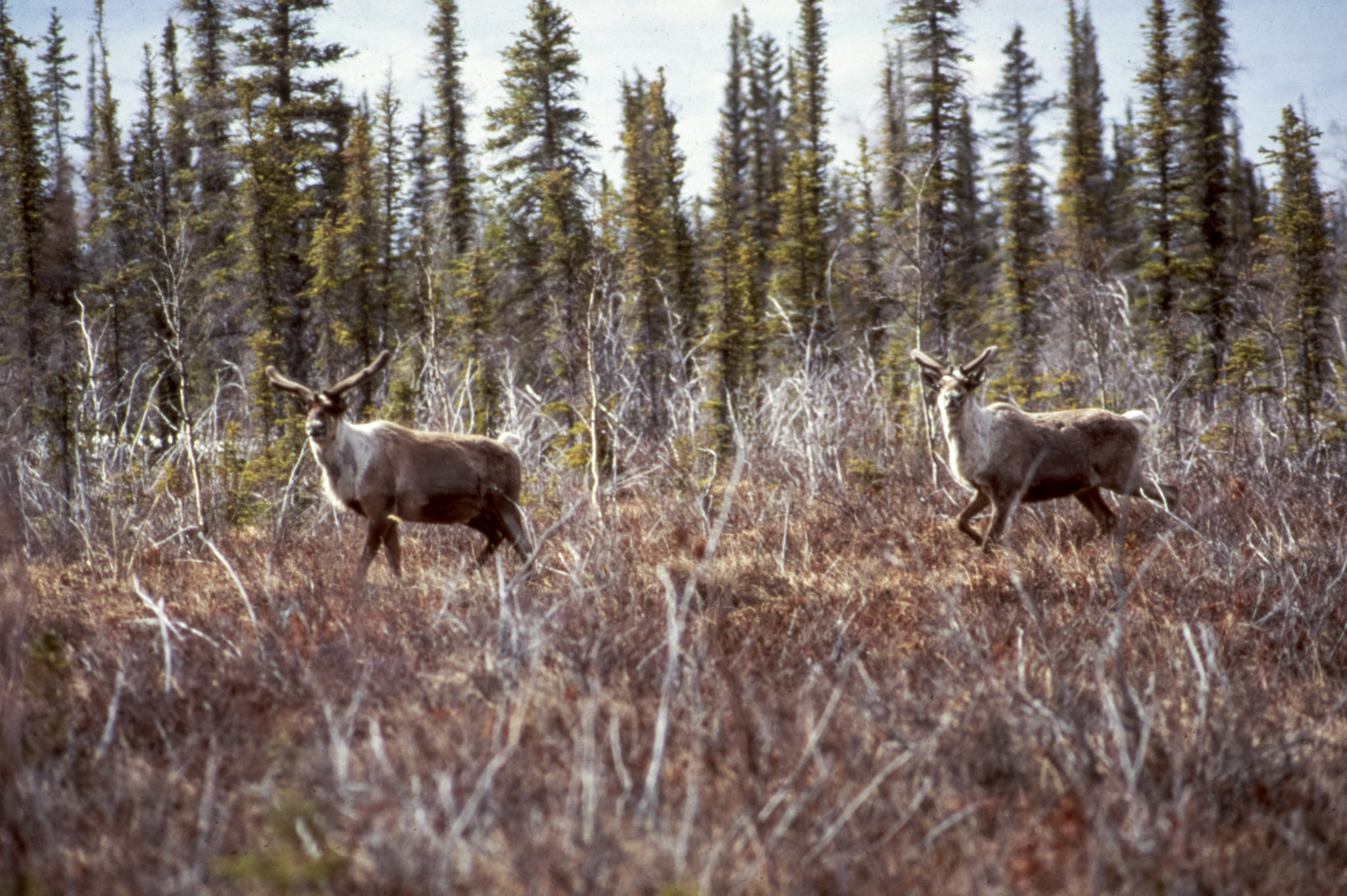 The Porcupine Caribou Herd & Wildlife of the Refuge – Defending the ...